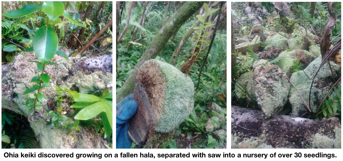 Halepua`a 1st Disbursement Completed – Seed of Life Productions